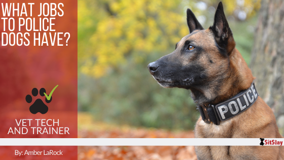 What Jobs Do Police Dogs Have? – SitStay