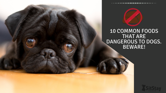 10 common foods that are Dangerous to dogs. Beware! – SitStay