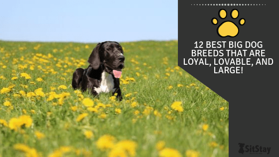12 Best Big Dog Breeds That Are Loyal, Lovable, and Large! – SitStay