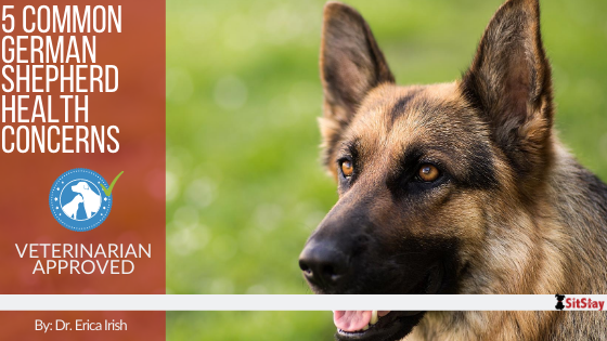 5 Common German Shepherd Health Concerns – SitStay