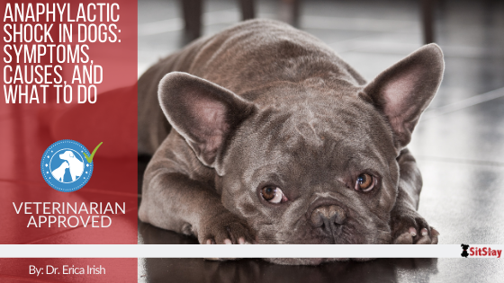 Anaphylactic Shock in Dogs: Symptoms, Causes, and What to Do – SitStay