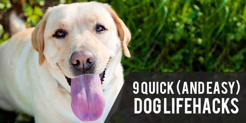 9 Quick And Easy Dog Lifehacks – SitStay