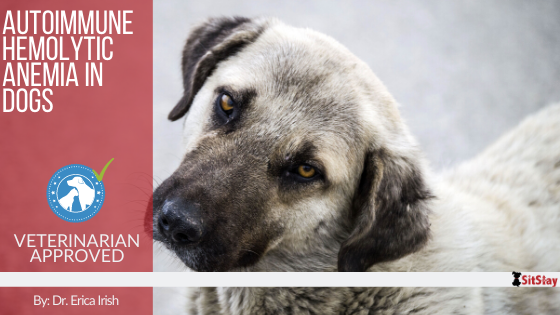 Autoimmune Hemolytic Anemia in Dogs – SitStay