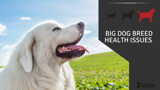 Big Dog Breed Health Issues – SitStay