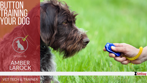 Button Training Your Dog – SitStay