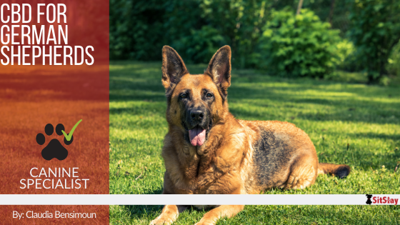 CBD for German Shepherds – SitStay