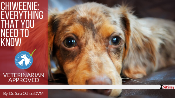 Chiweenie: Everything You Need to Know! – SitStay