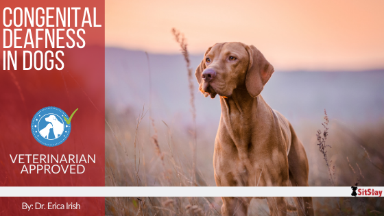 Congenital Deafness in Dogs – SitStay