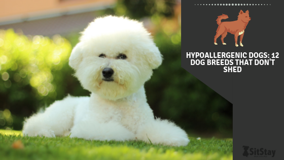 Hypoallergenic Dogs: 12 Dog Breeds that Don't Shed – SitStay