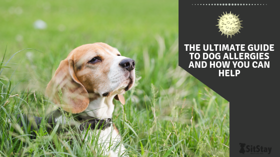The Ultimate Guide to Dog Allergies and How You Can Help – SitStay