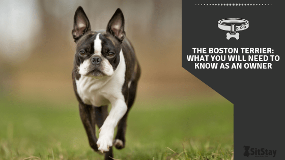 The Boston Terrier: What You Will Need To Know As An Owner – SitStay