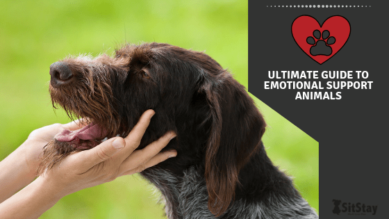 Ultimate Guide to Emotional Support Animals – SitStay
