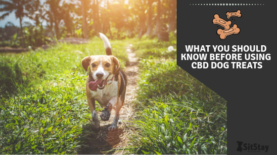 What You Should Know Before Using CBD Dog Treats – SitStay
