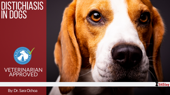 Distichiasis in Dogs – SitStay