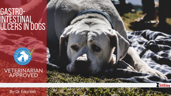 Gastrointestinal Ulcers in Dogs – SitStay