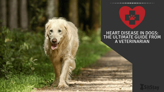 Heart Disease in Dogs: The Ultimate Guide From a Veterinarian – SitStay