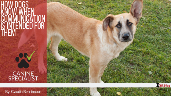 How Dogs Know When Communication Is Intended for Them – SitStay