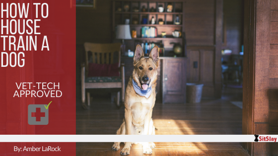 How To House Train A Dog – SitStay