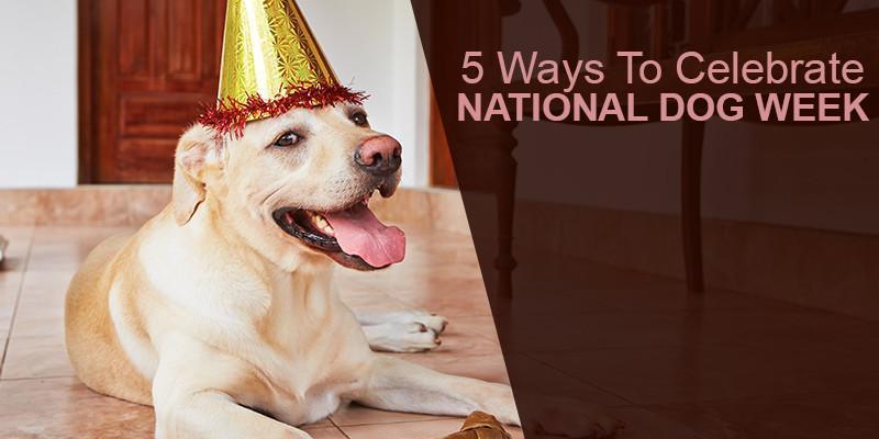 5 Ways To Celebrate National Dog Week – SitStay