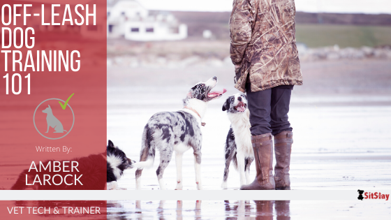 Off-Leash Dog Training 101 – SitStay