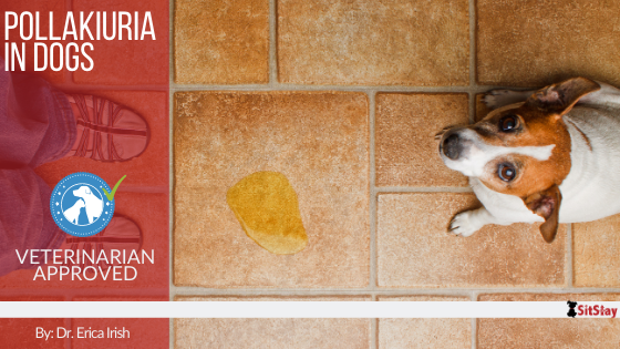 Pollakiuria in Dogs: What Owners Need To Know – SitStay