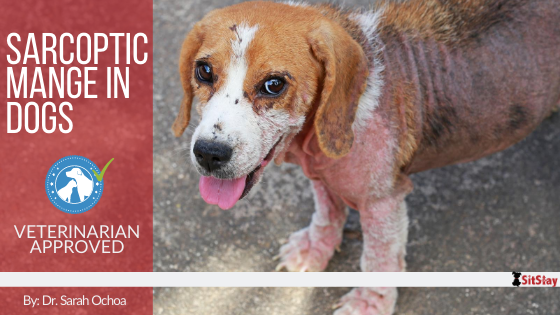 Sarcoptic Mange Dog