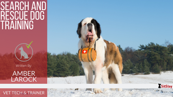 Search And Rescue Dog Training – SitStay