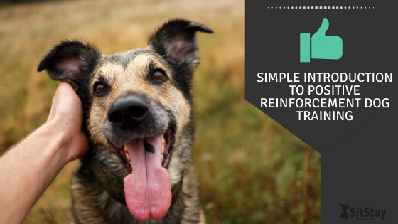 Simple Introduction To Positive Reinforcement Dog Training – SitStay