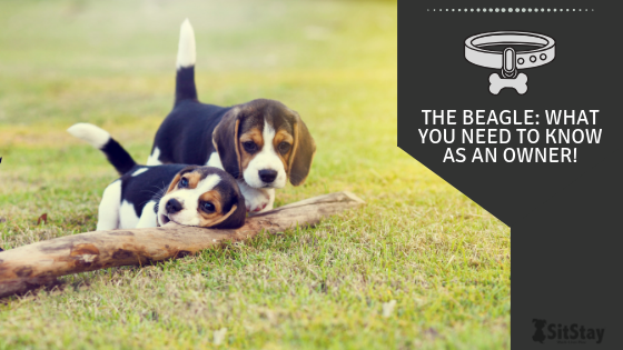 The Beagle: What you need to know as an owner! – SitStay