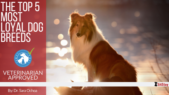 Top 5 Most Loyal Dog Breeds – SitStay