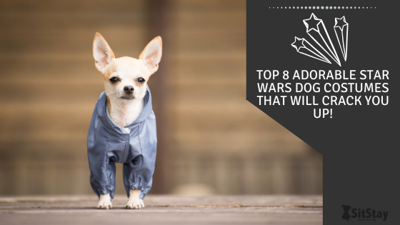 Top 8 Adorable Star Wars Dog Costumes that will crack you up! – SitStay