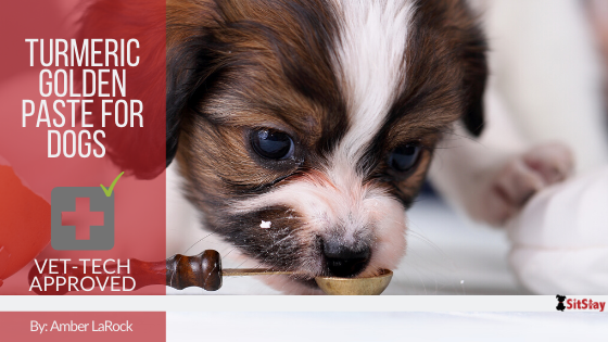 Turmeric Golden Paste For Dogs – SitStay