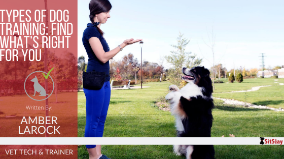 Types Of Dog Training: Find What’s Right For You – SitStay