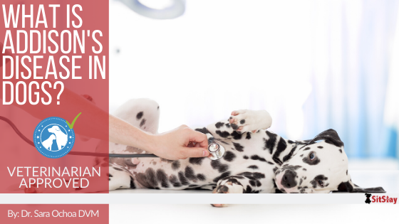 What is Addison’s Disease in Dogs? – SitStay