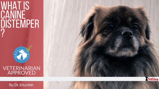 What is Canine Distemper? – SitStay