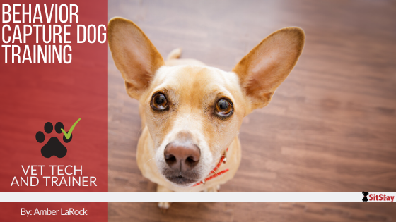 Behavior Capture Dog Training – SitStay