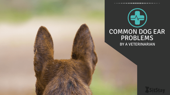 Common Dog Ear Problems - What You Need to Know By A Veterinarian – SitStay