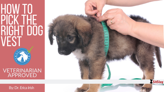 How to Pick the Right Dog Vest – SitStay