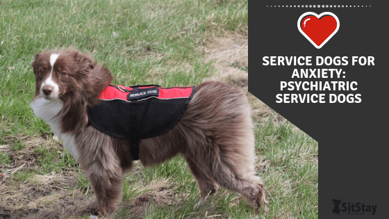Service dogs for anxiety: Psychiatric service dogs – SitStay