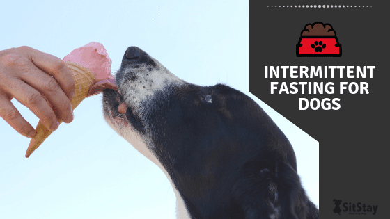 Intermittent Fasting for Dogs – SitStay
