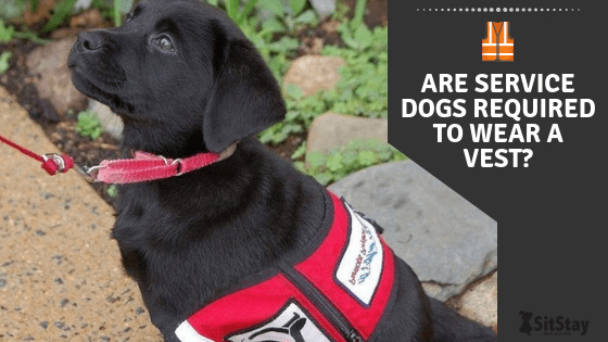 Are service dogs required to wear a vest? – SitStay