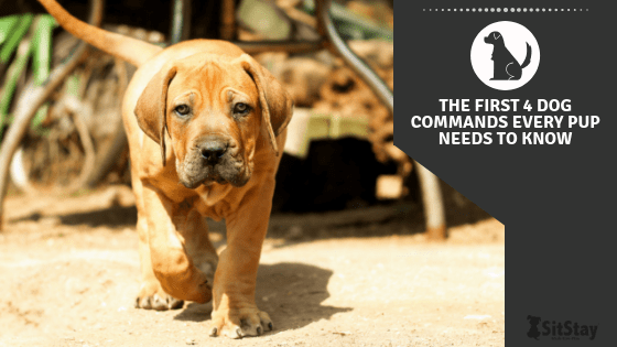 The First 4 Dog Commands Every Pup Needs To Know – SitStay