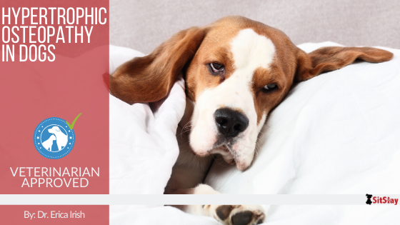 Hypertrophic Osteopathy in Dogs – SitStay