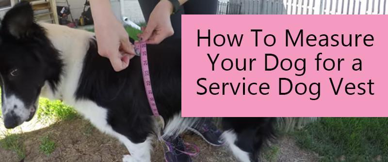 How to measure your dog for a Service Dog Vest – SitStay