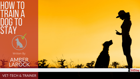 How To Train A Dog To Stay – SitStay