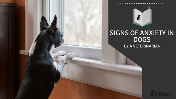 Signs Of Anxiety In Dogs – SitStay