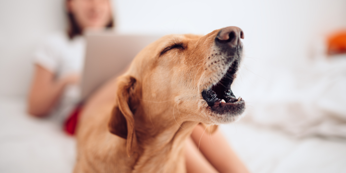 How to Help Stop Your Dog’s Barking – SitStay