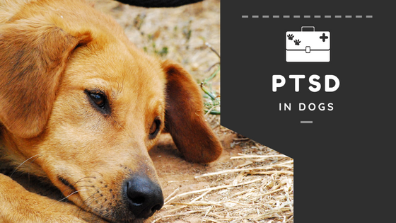 PTSD in Dogs – SitStay