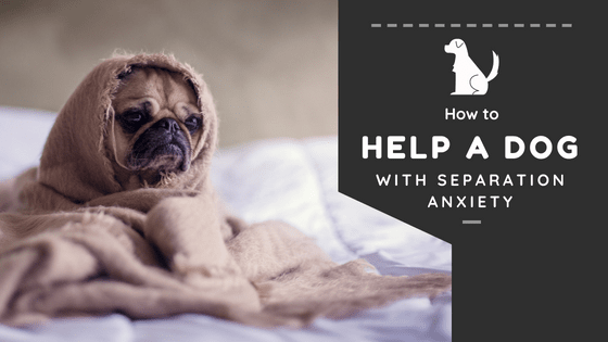 how to help a dog with separation anxiety – SitStay