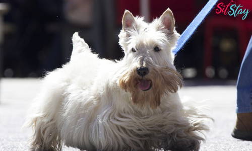 6 Small Dog Breed Health Problems You Should Know About – SitStay